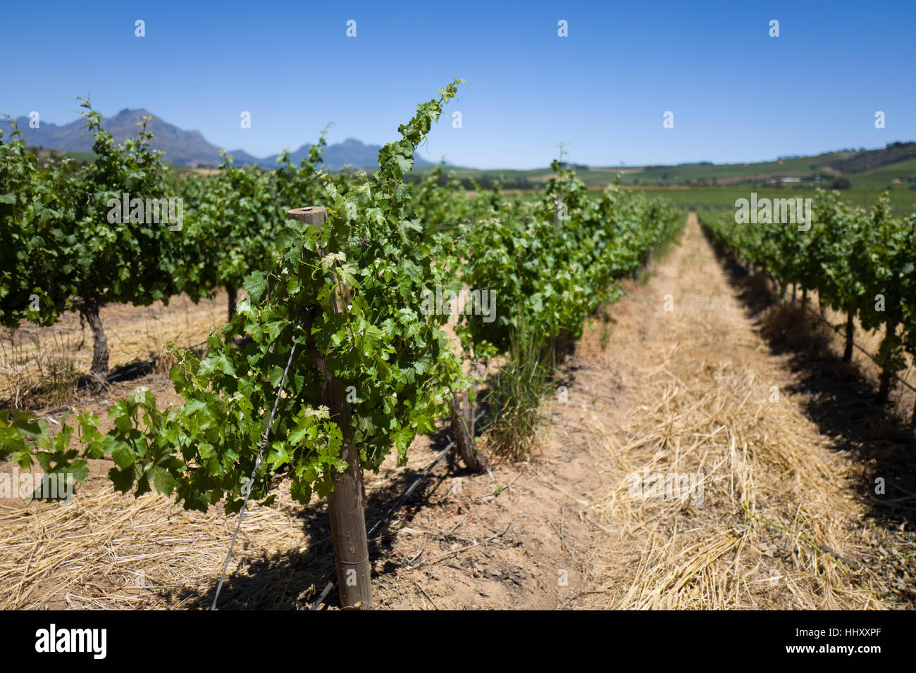 Fleur du Cap vineyards in Stellenbosch, South Africa Stock Photo - Alamy