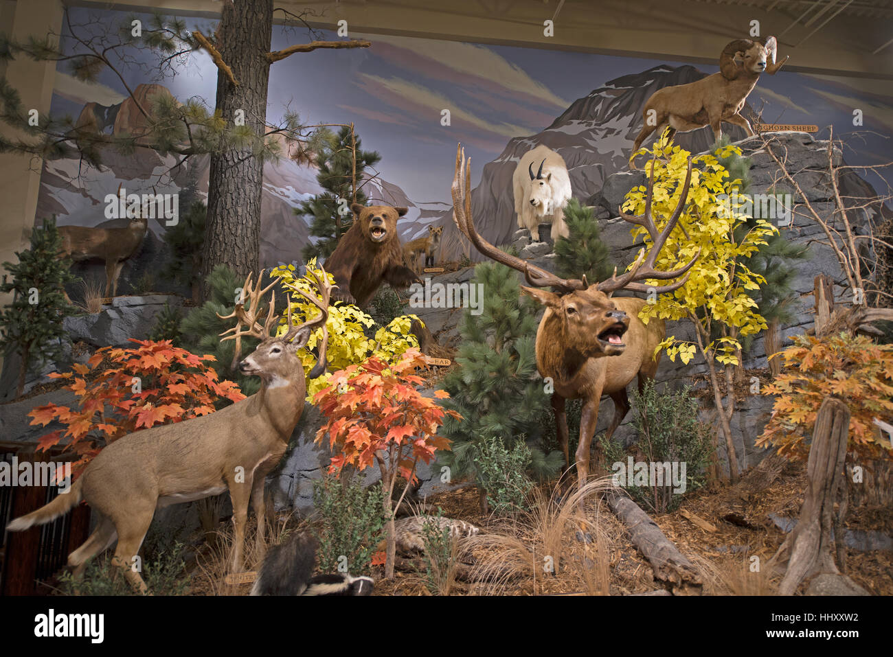 Indigenous fish species hi-res stock photography and images - Alamy