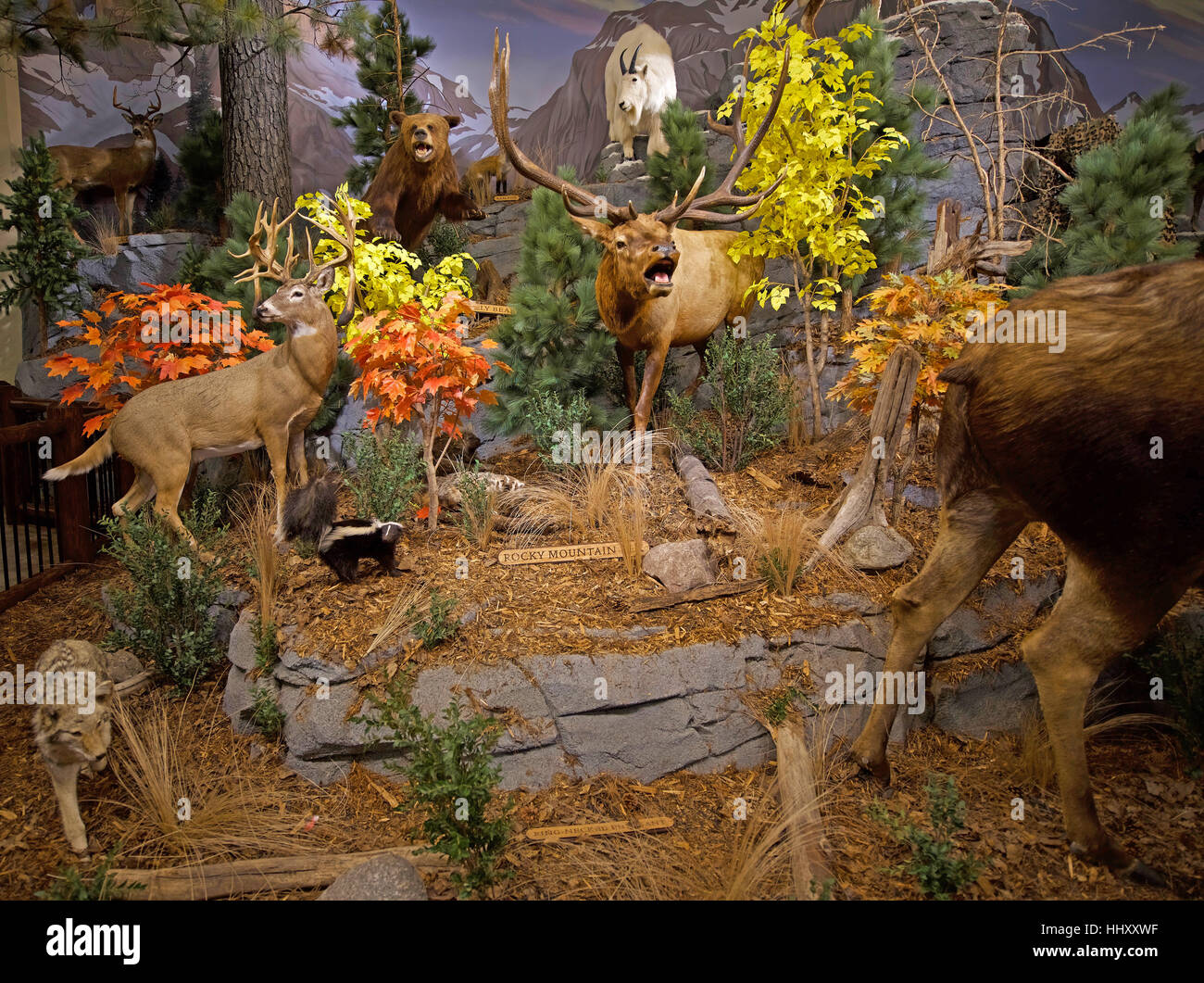 Animal hides and pelts hi-res stock photography and images - Alamy