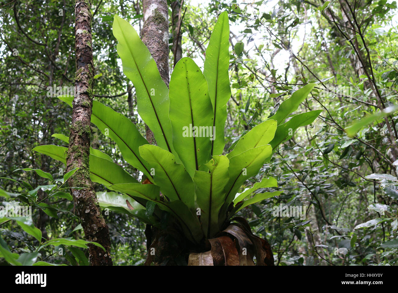 Epiphytic birds nest ferns hi-res stock photography and images - Alamy
