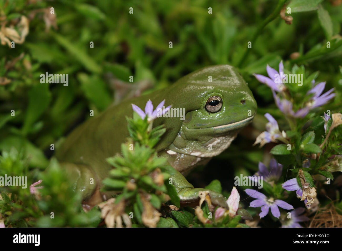 Australian green tree frog hi-res stock photography and images - Alamy