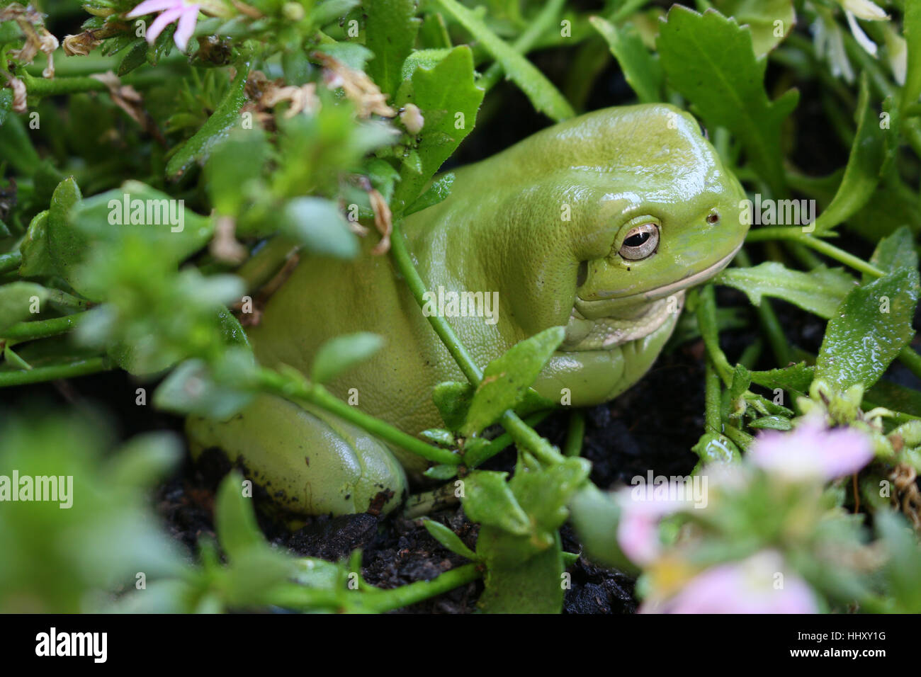 Australian green tree frog hi-res stock photography and images - Alamy