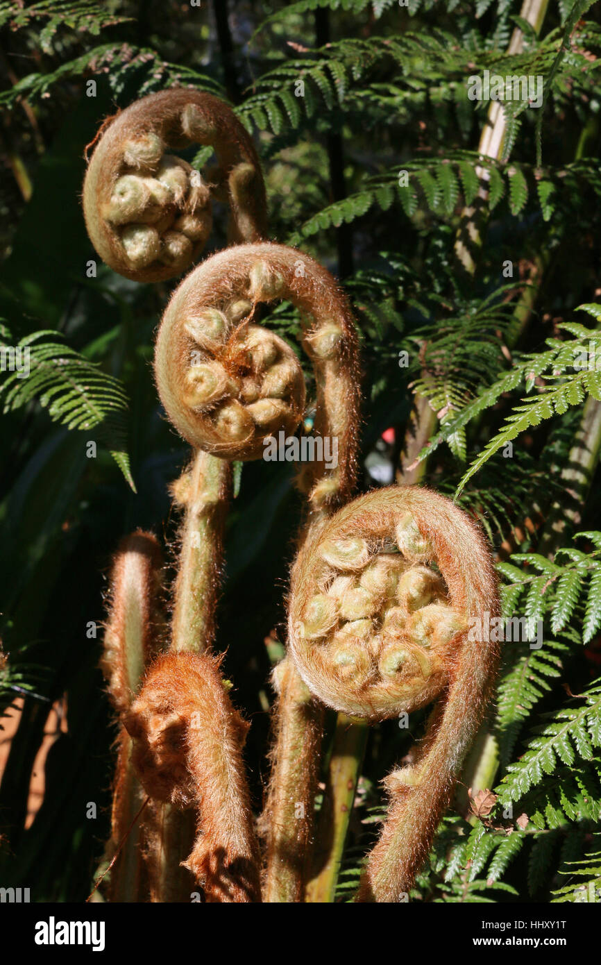 Tree fern fronds unfurling in a subtropical Australian Rainforest Stock ...