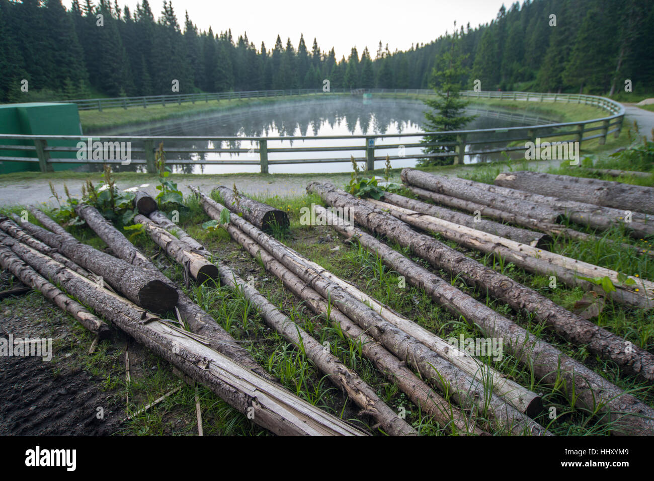 Healthy spruce forest hi-res stock photography and images - Alamy