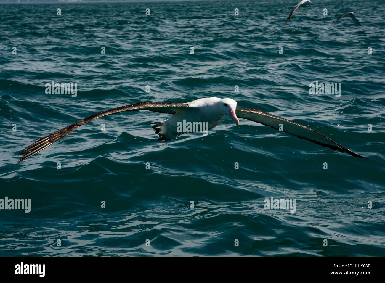 Wandering albatrosses new zealand hi-res stock photography and images ...