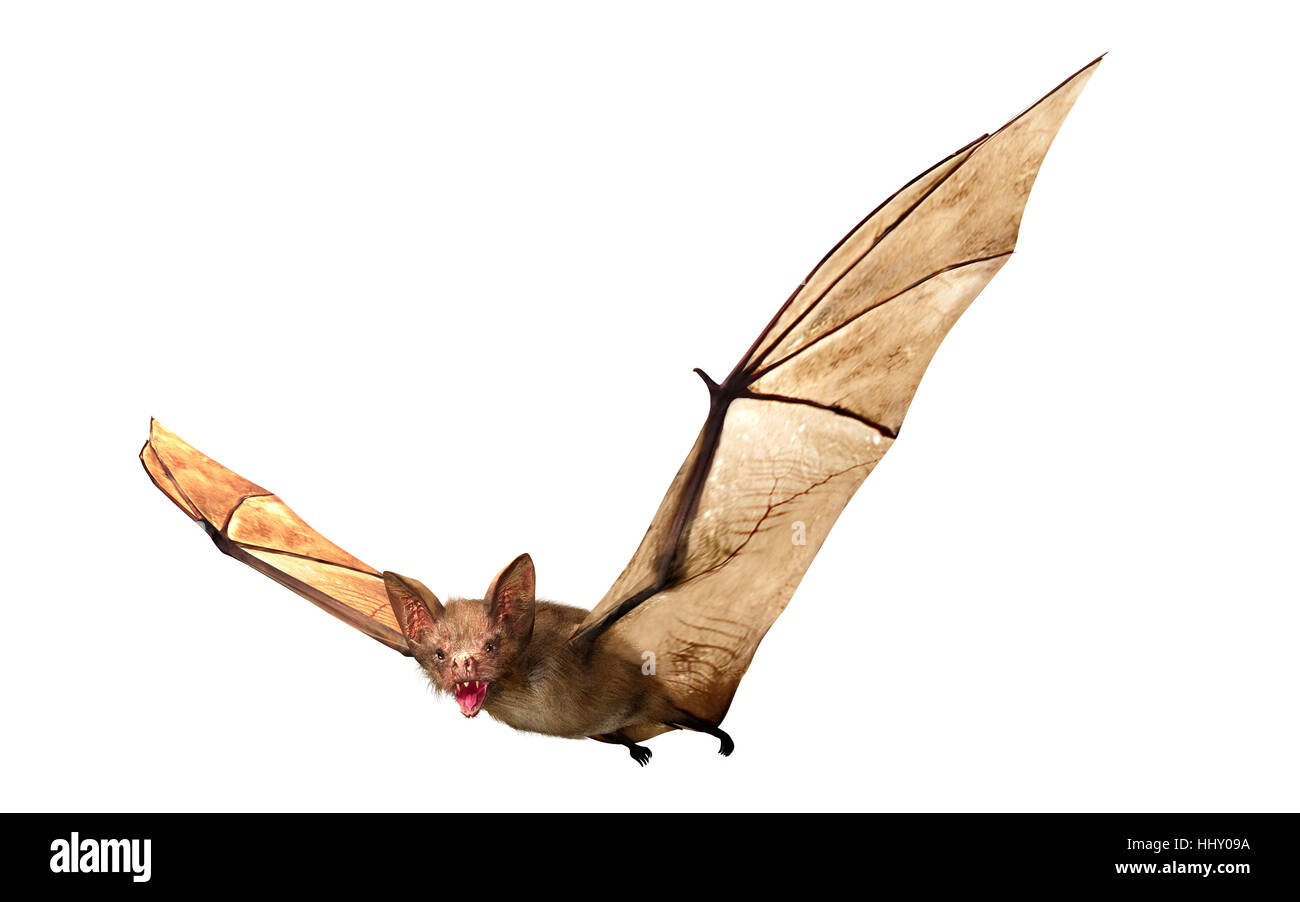 Flying mammal Cut Out Stock Images & Pictures - Alamy