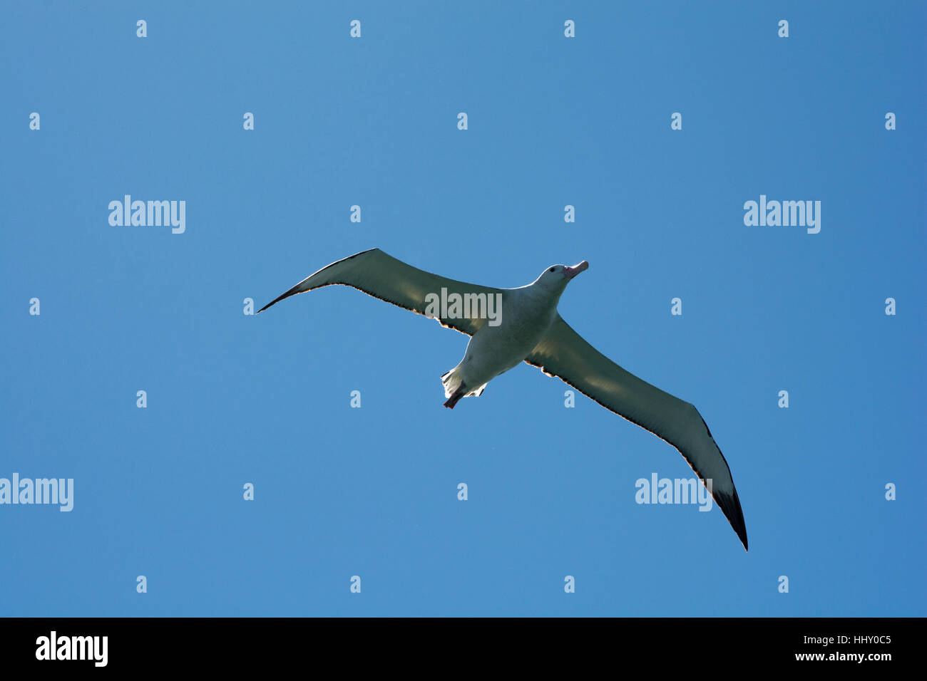 Flying albatross new zealand hi-res stock photography and images - Alamy