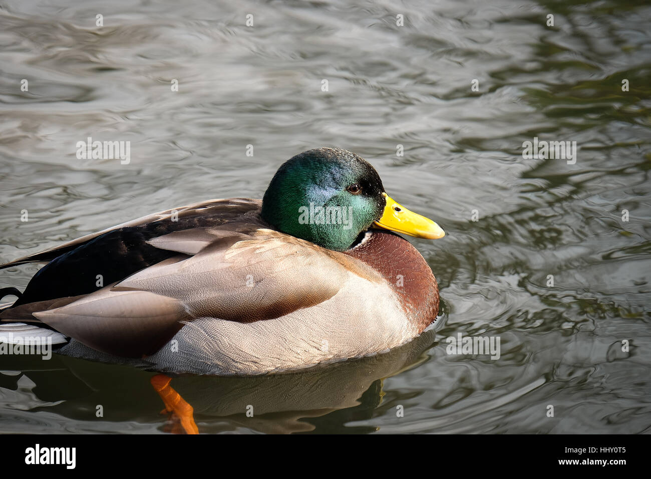 Duck with yellow bill hi-res stock photography and images - Alamy