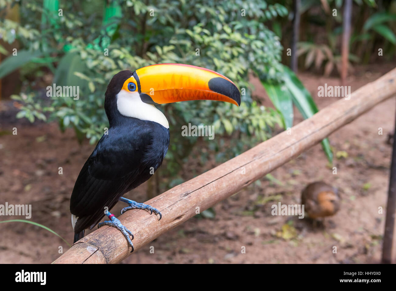 Close-up of a giant colorful tucano in Brazil Stock Photo - Alamy