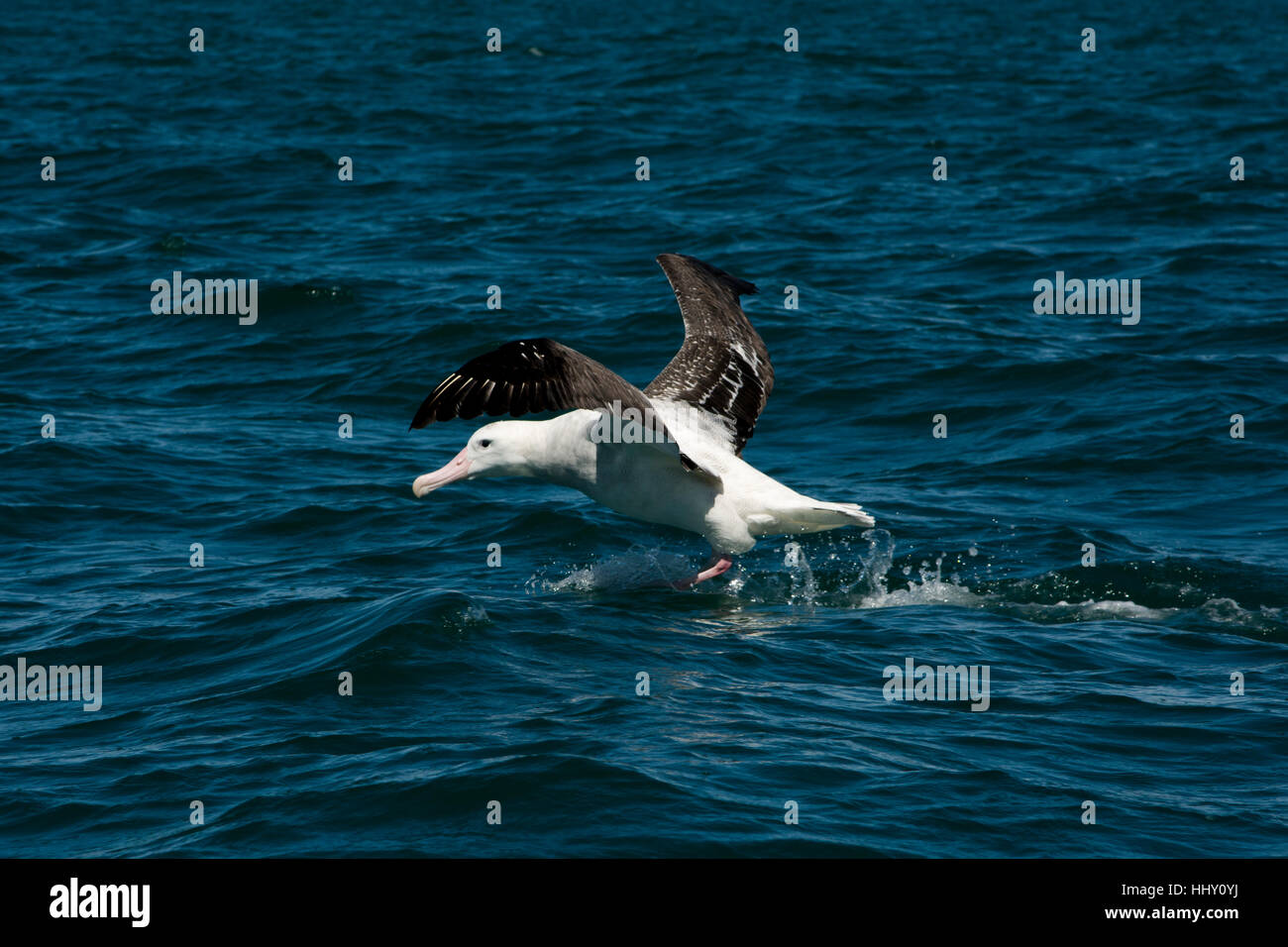 Wandering Albatros landing on the waves of the Pacific Ocean near the ...