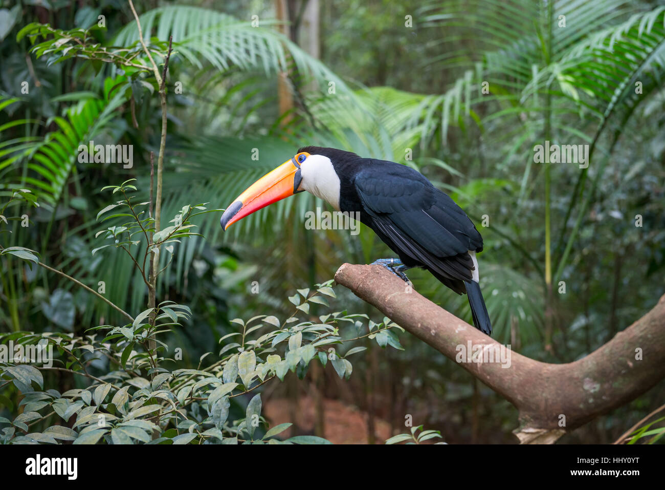 Colorful tucano hi-res stock photography and images - Alamy