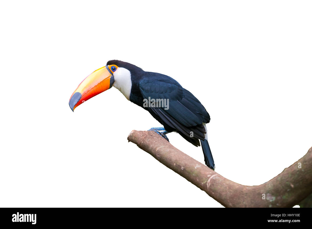Toucan bird in a tree branch on white isolated background Stock Photo ...