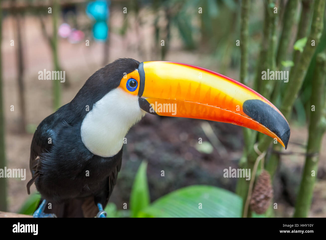 Close-up of a giant colorful tucano in Brazil Stock Photo - Alamy