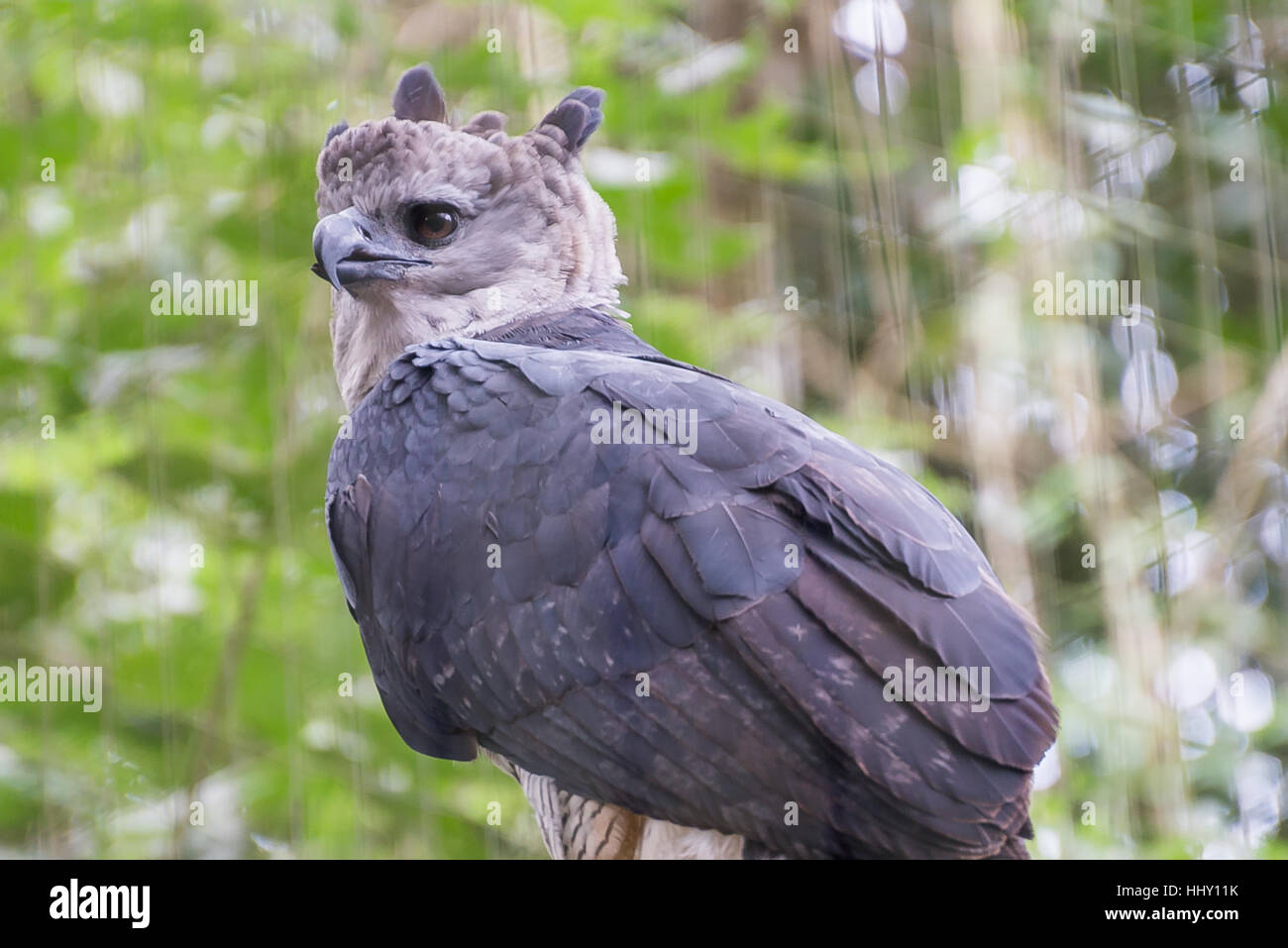 The majestic eagle harpy bird in Brazil with green nature bokeh as ...