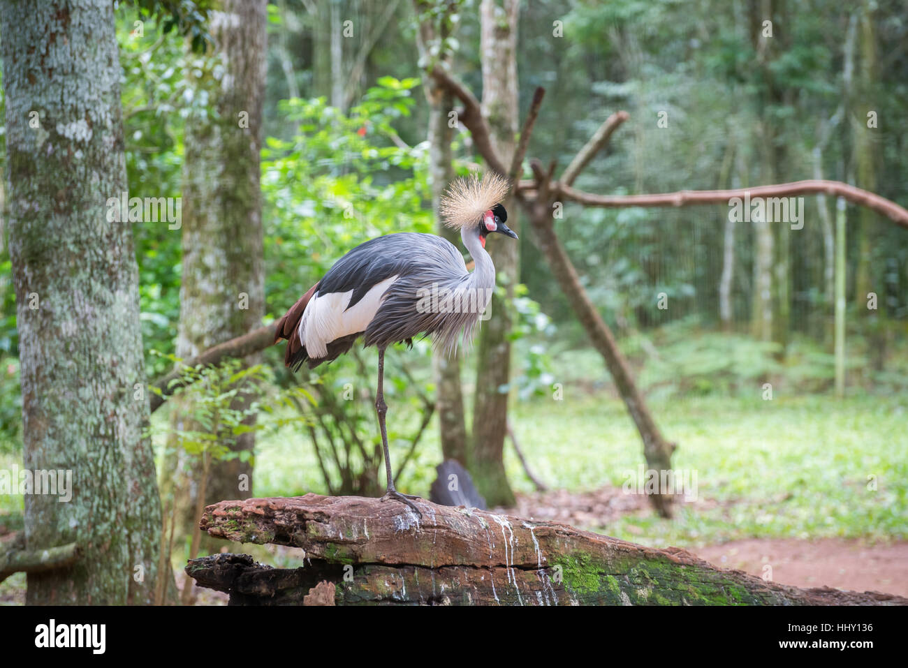 The Gray Crowned Crane bird posing in Brazil, an exotic african animal ...