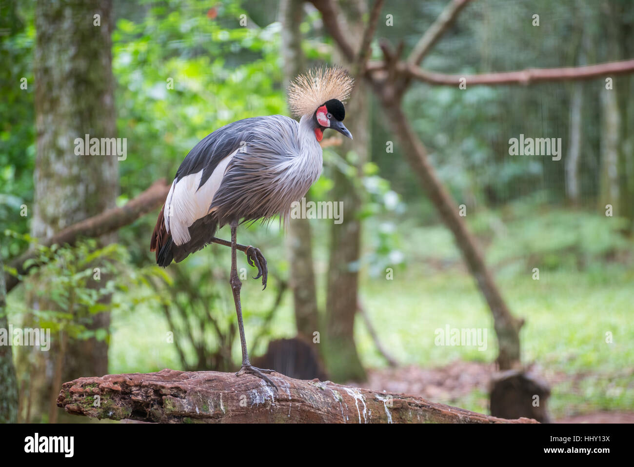 The Gray Crowned Crane bird posing in Brazil, an exotic african animal ...