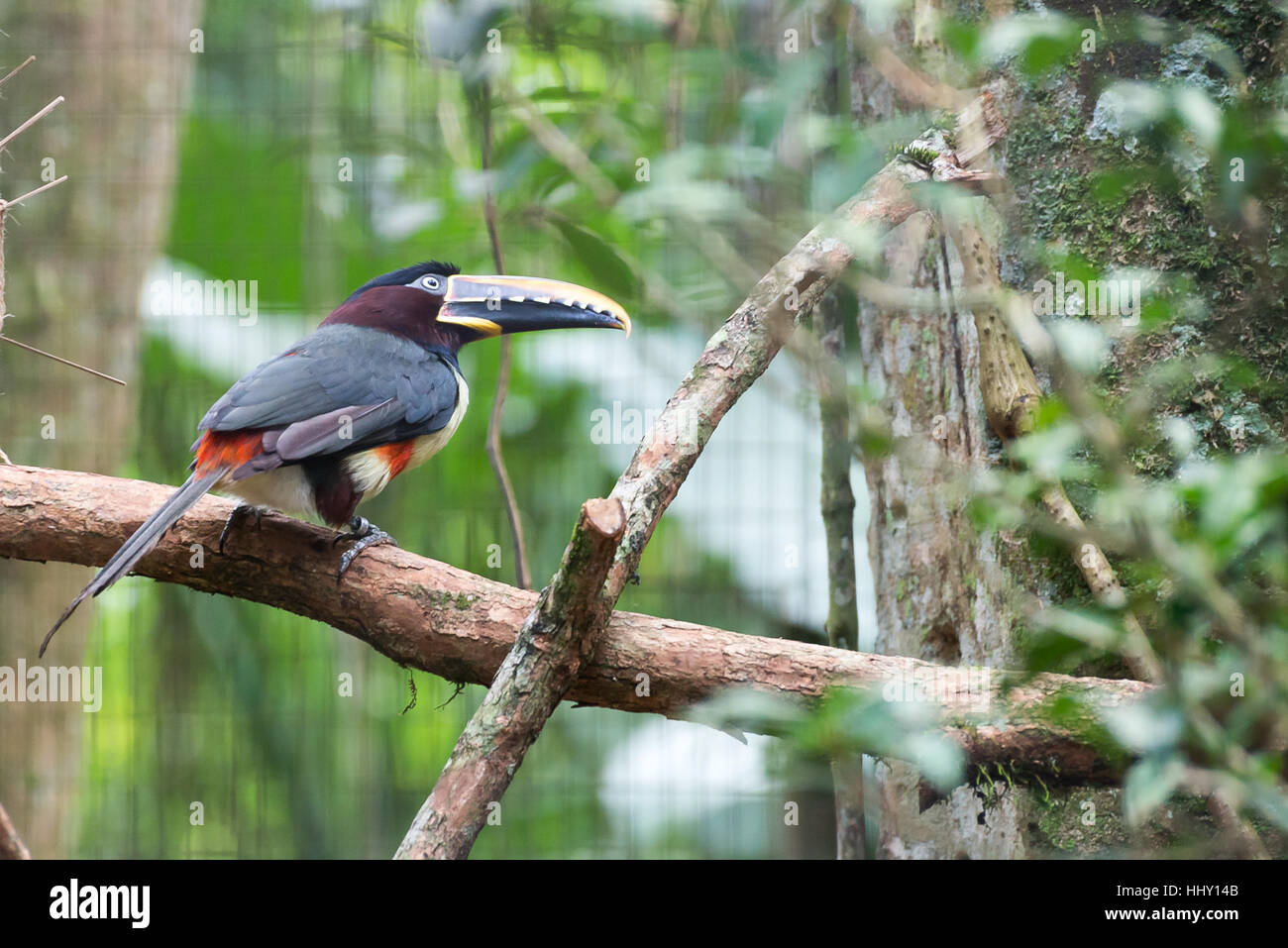 Black Beaked toucan with a scary Looking in Brazil Stock Photo - Alamy