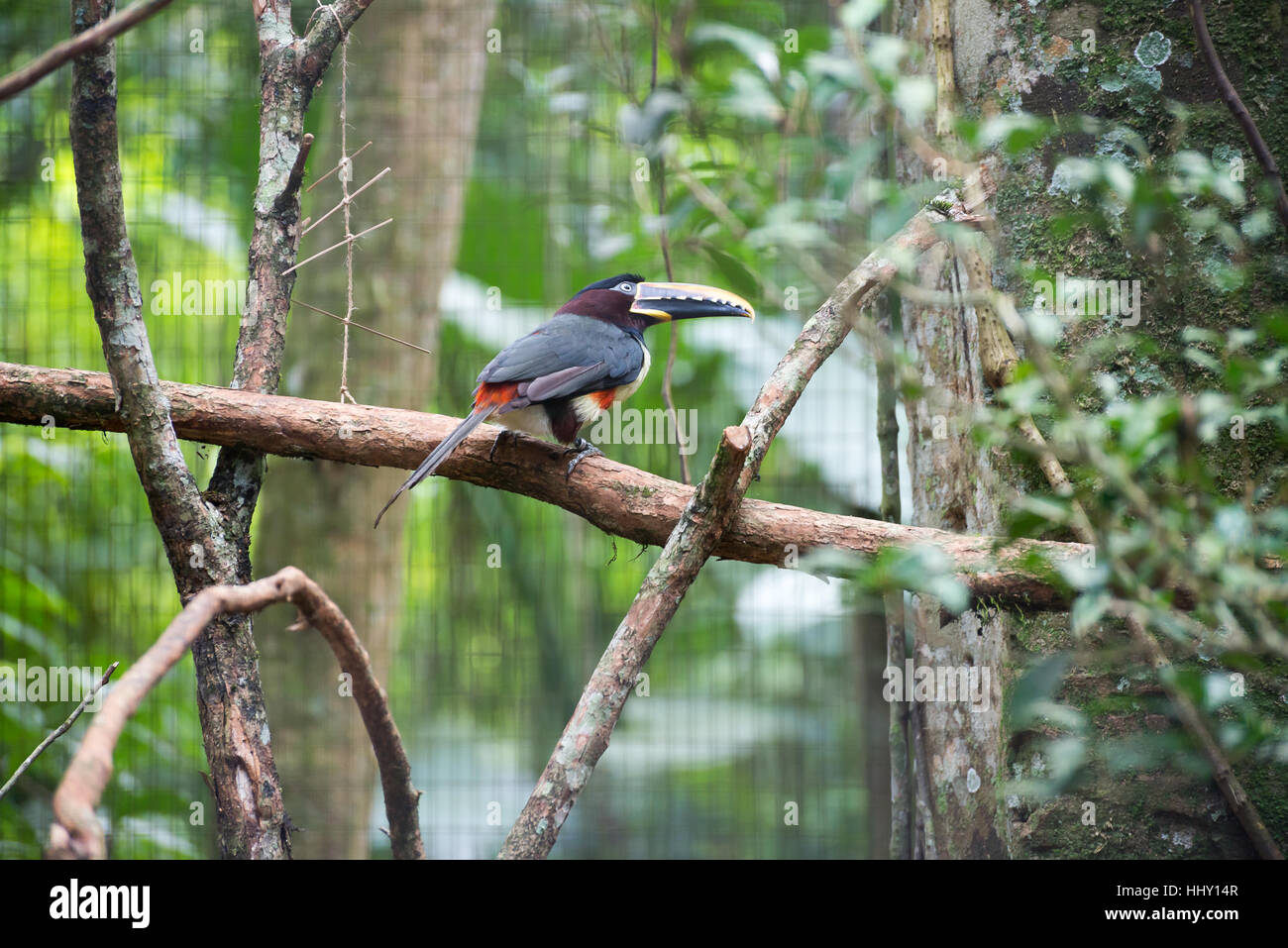 Black Beaked toucan with a scary Looking in Brazil Stock Photo - Alamy