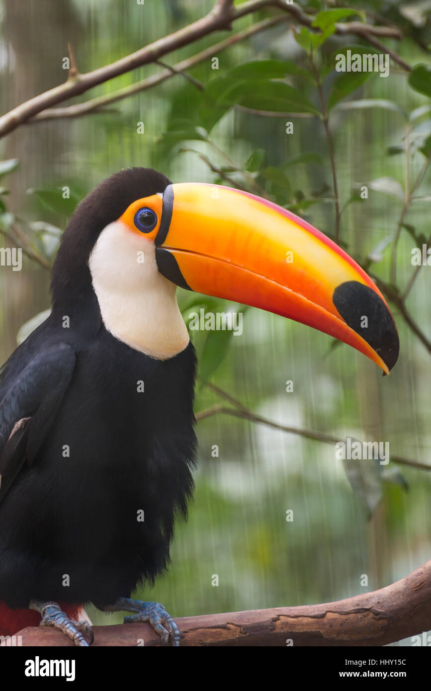 Close-up of a giant colorful tucano in Brazil Stock Photo - Alamy