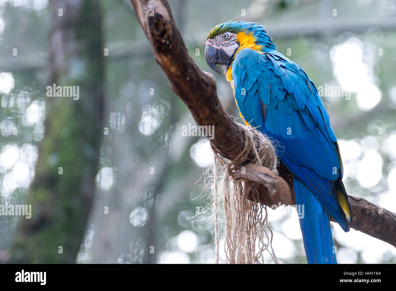 Colorful of Blue and Gold Macaw aviary parrots portrait Stock Photo - Alamy