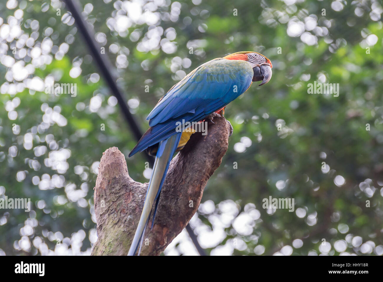 Colorful of Blue and Gold Macaw aviary parrots portrait Stock Photo - Alamy