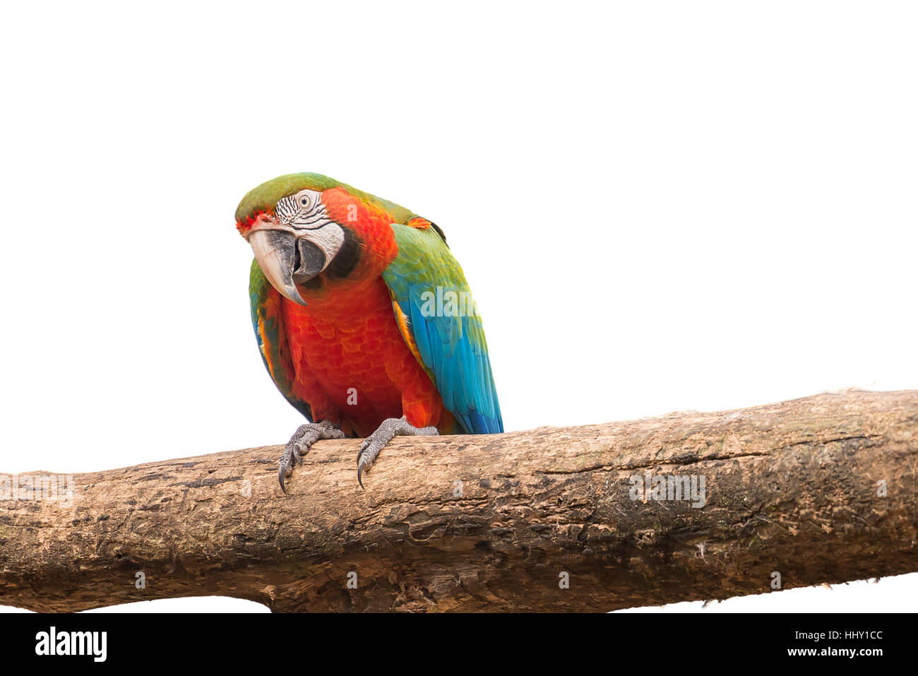 Colorful of red and Gold Macaw aviary parrots portrait on white ...