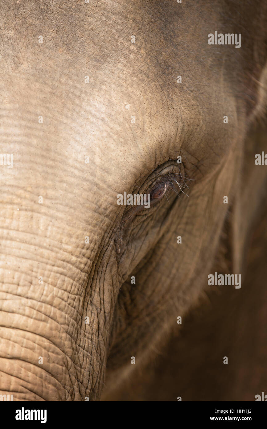 Elephant head close up Stock Photo - Alamy
