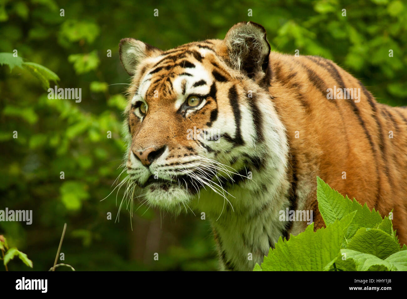 Tiger face hi-res stock photography and images - Alamy