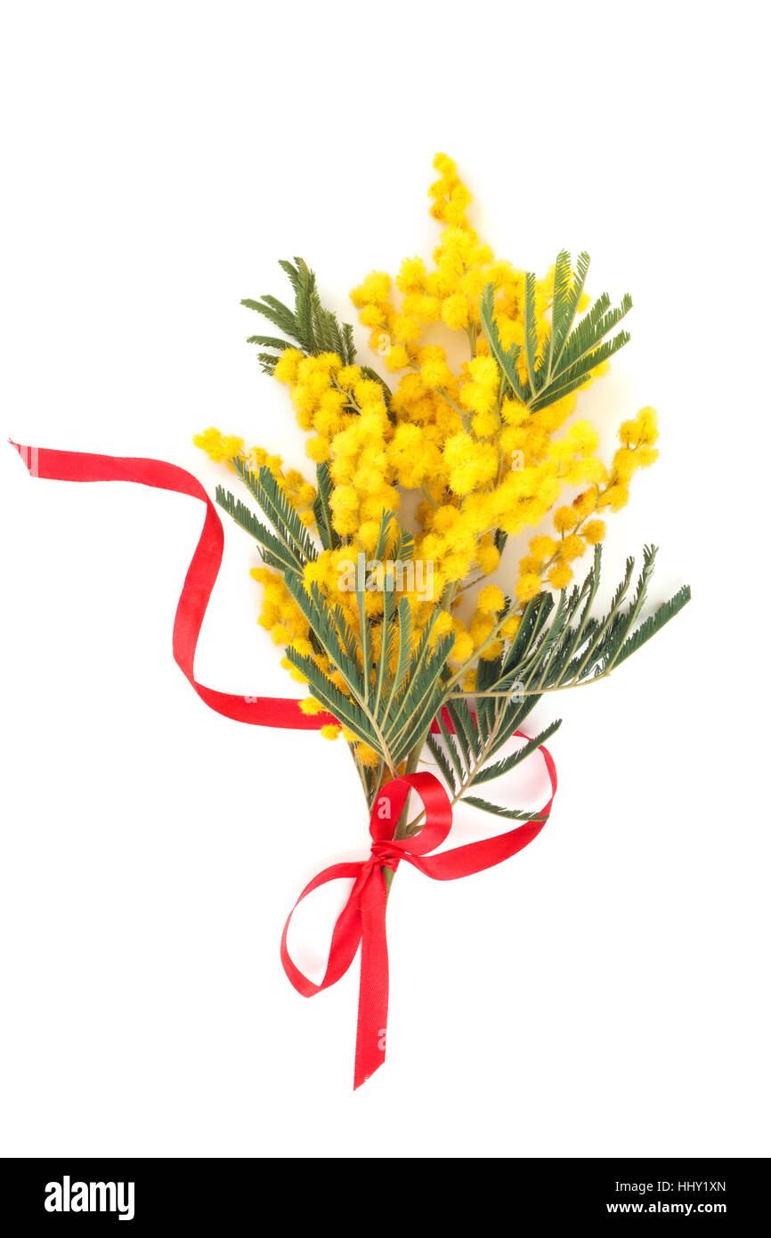Close up shot of mimosa flowers. Isolated on white Stock Photo - Alamy