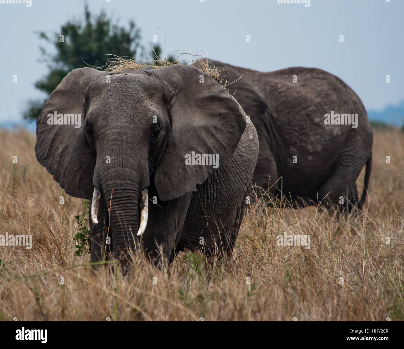 Elephant small tusks hi-res stock photography and images - Alamy