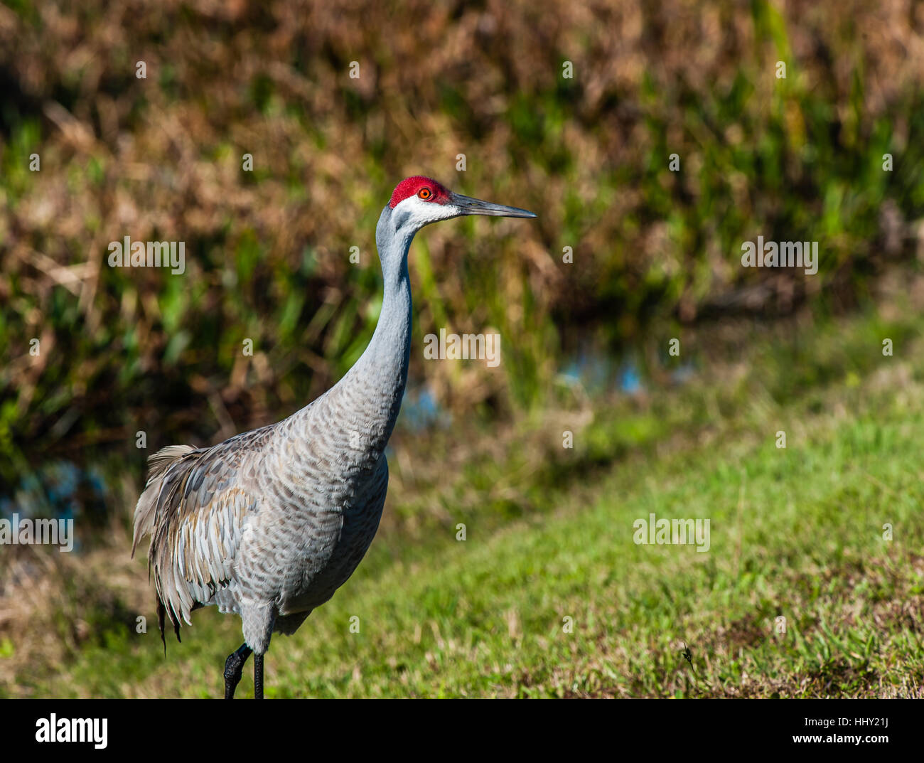 Sandhill crane in the Viera Wetlands Florida Stock Photo - Alamy