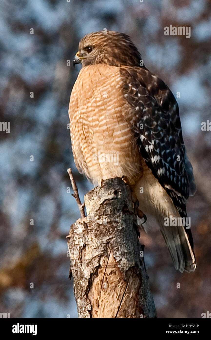Perched red-shouldered hawk Stock Photo - Alamy