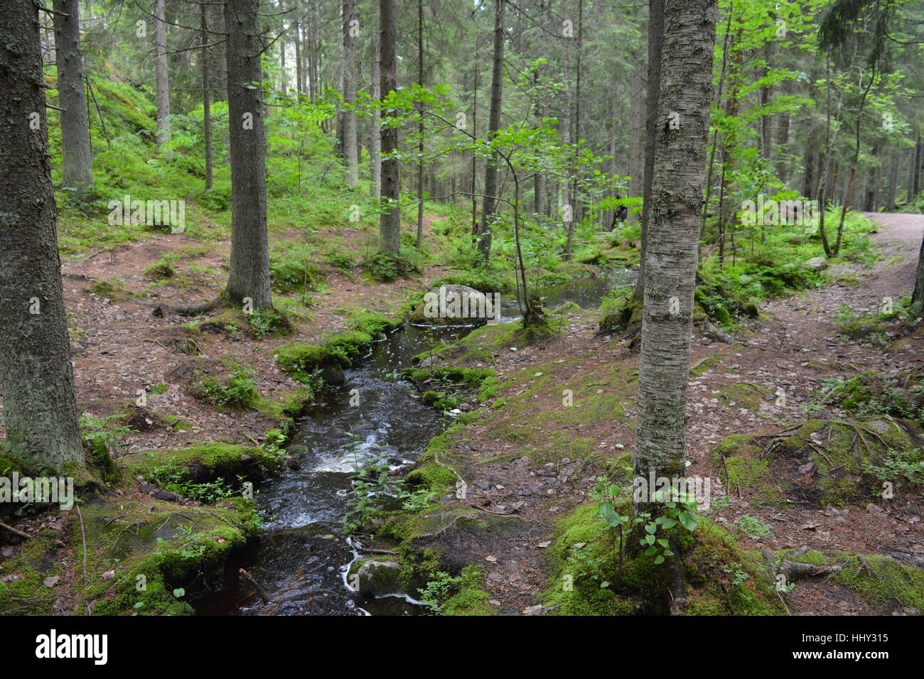 Forest with a river Stock Photo - Alamy
