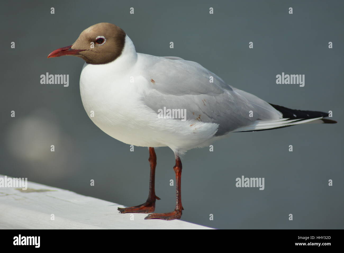 Flying squirrel hi-res stock photography and images - Alamy