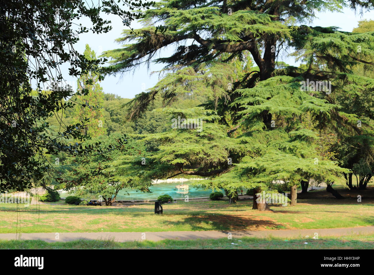Villa borghese pine trees hi-res stock photography and images - Alamy