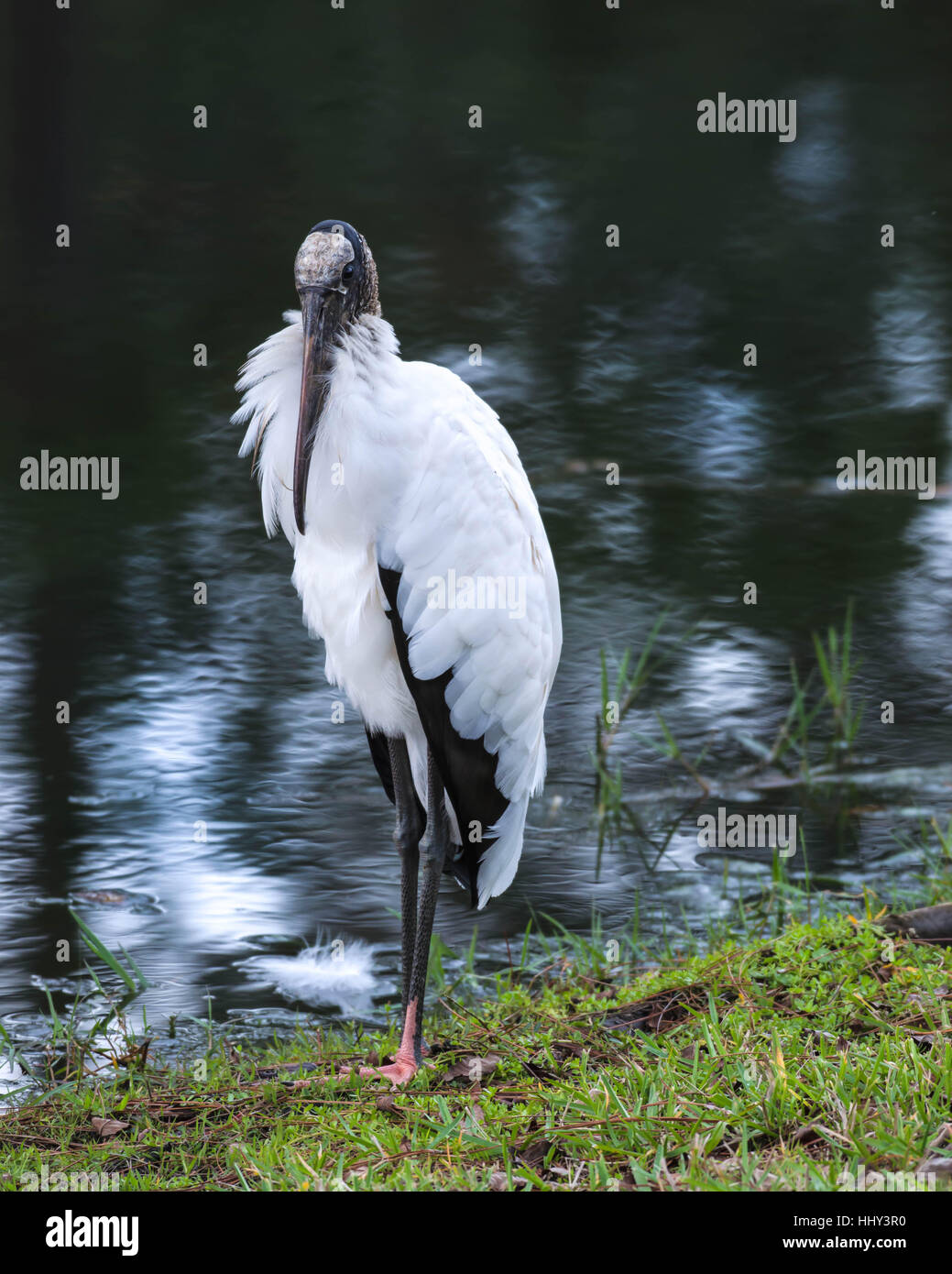 Regal Wood Stork Stock Photo - Alamy