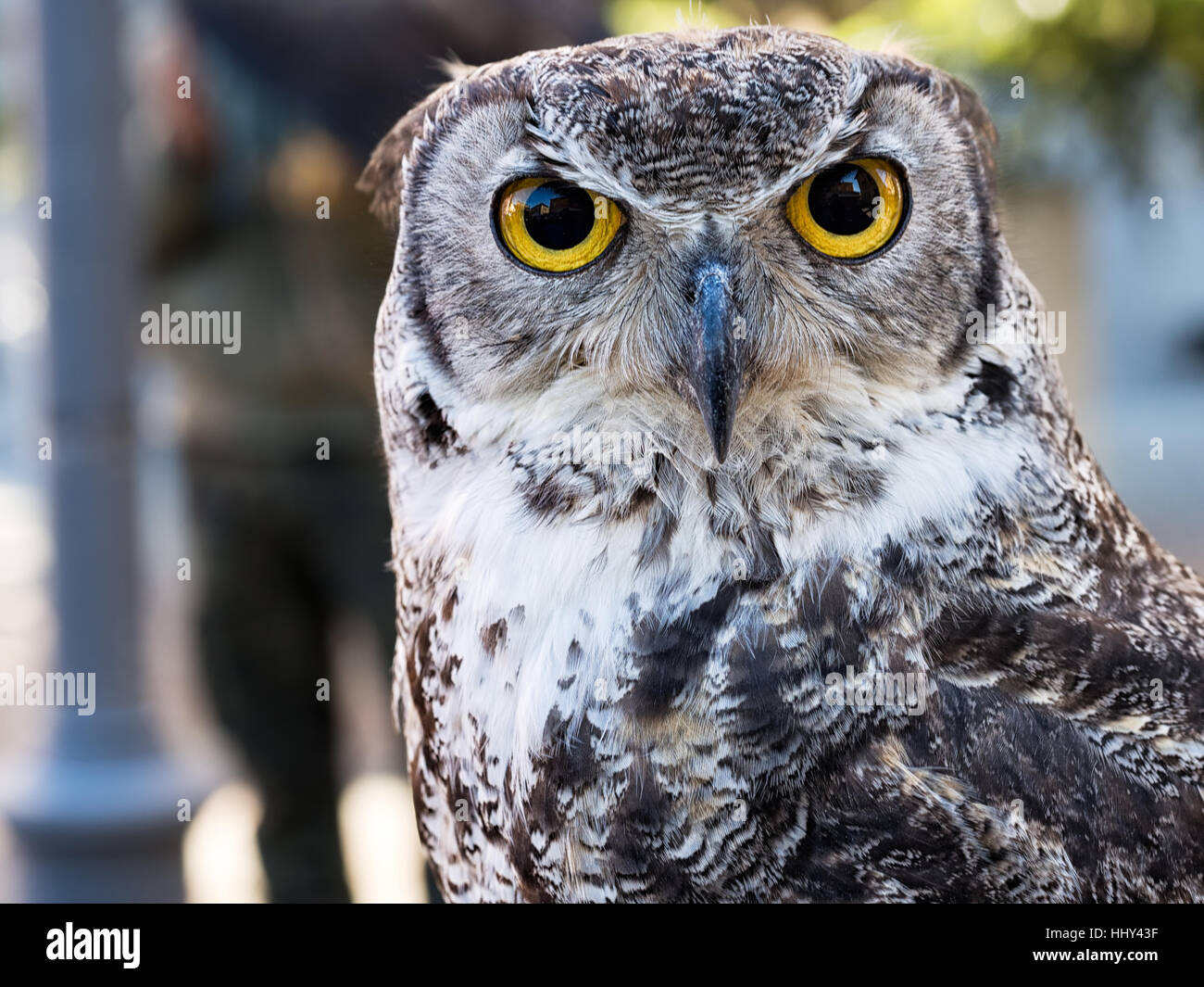 Owl with large yellow eyes.Beautiful bird Stock Photo - Alamy