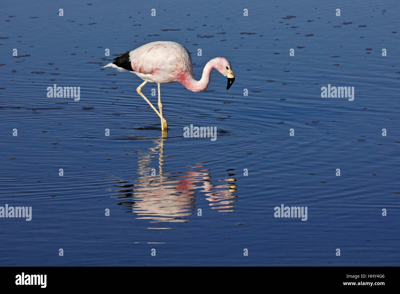 Andean flamingo feeding in Laguna Chaxa, Reserva Nacional Los Flamencos ...