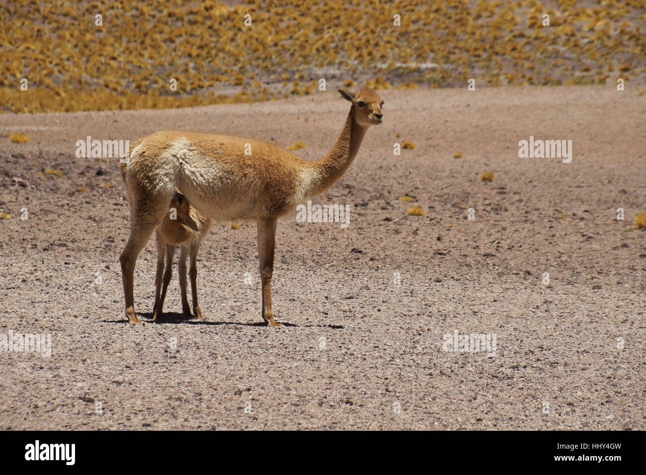 Vicuña nursing baby (cria), Atacama Desert, Reserva Nacional Los ...