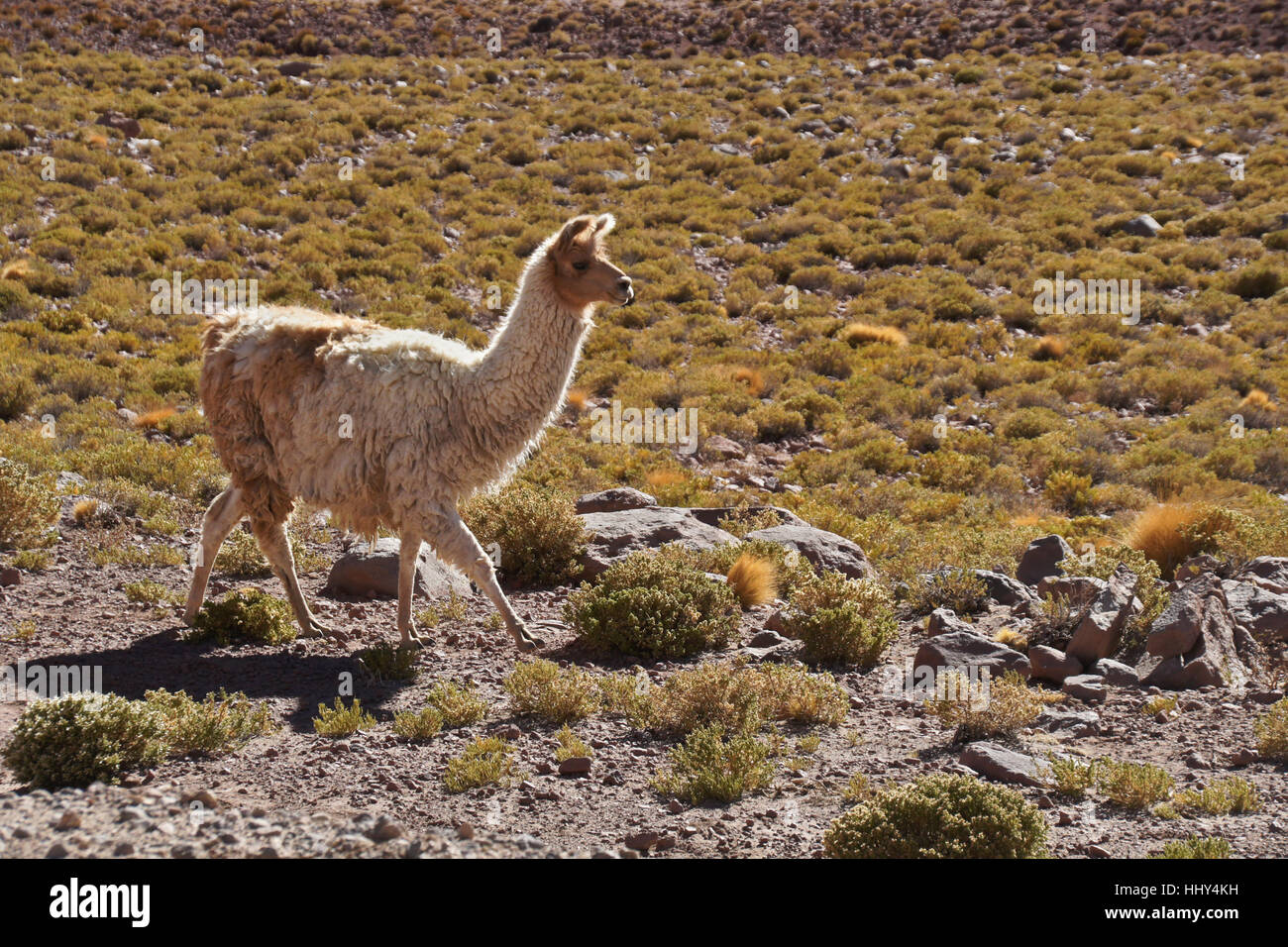 Domesticated llama, Atacama Desert, Norte Grande, Chile Stock Photo - Alamy