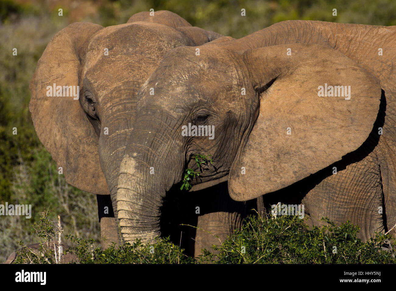 Two African elephants feeding peacefully together at bushy vegetation ...