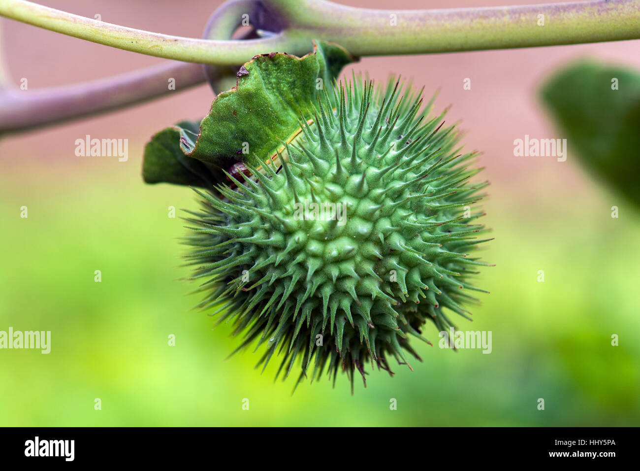 Jimsonweed hi-res stock photography and images - Alamy