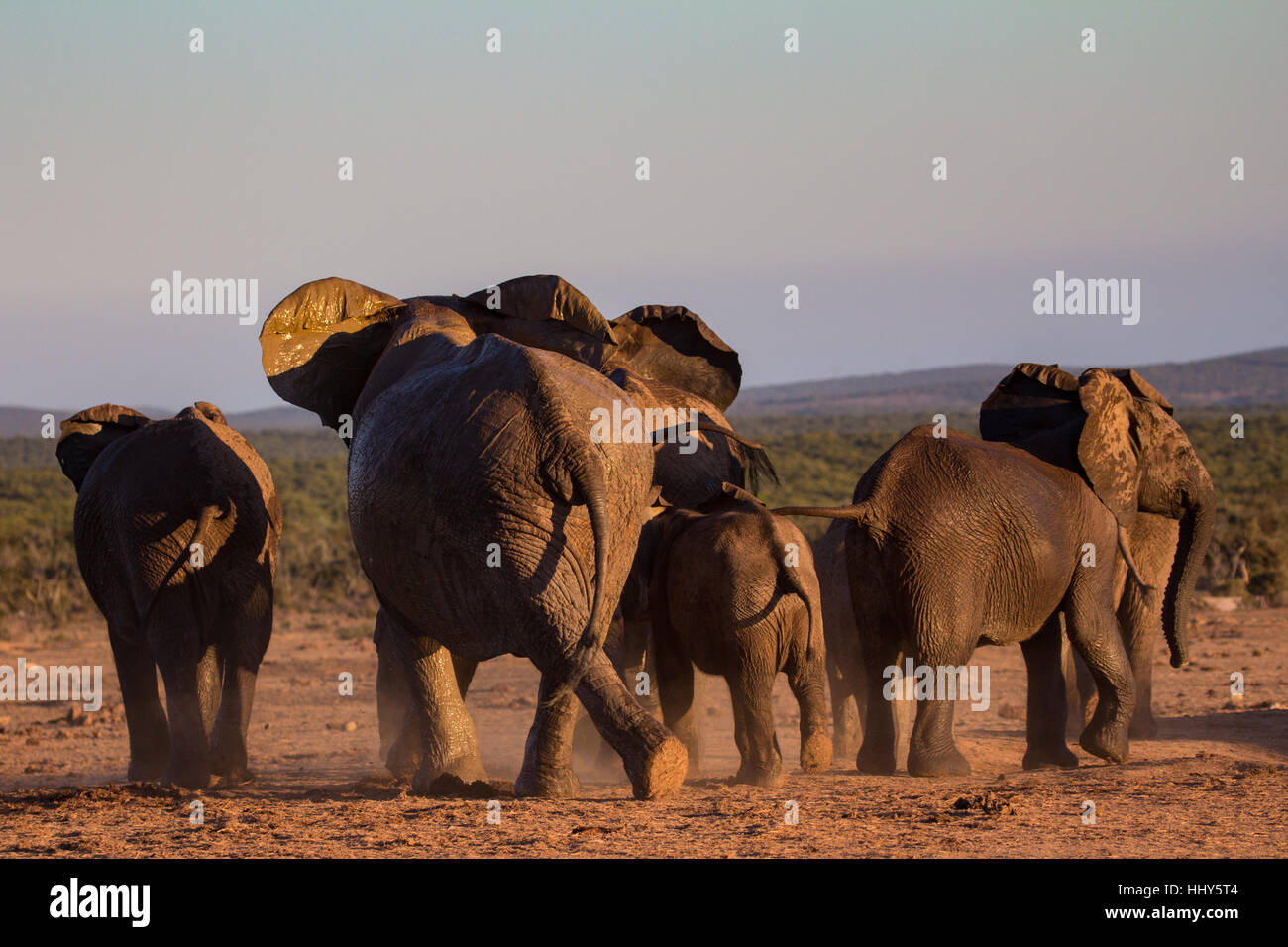 African Elephants Safari Running High Resolution Stock Photography and ...