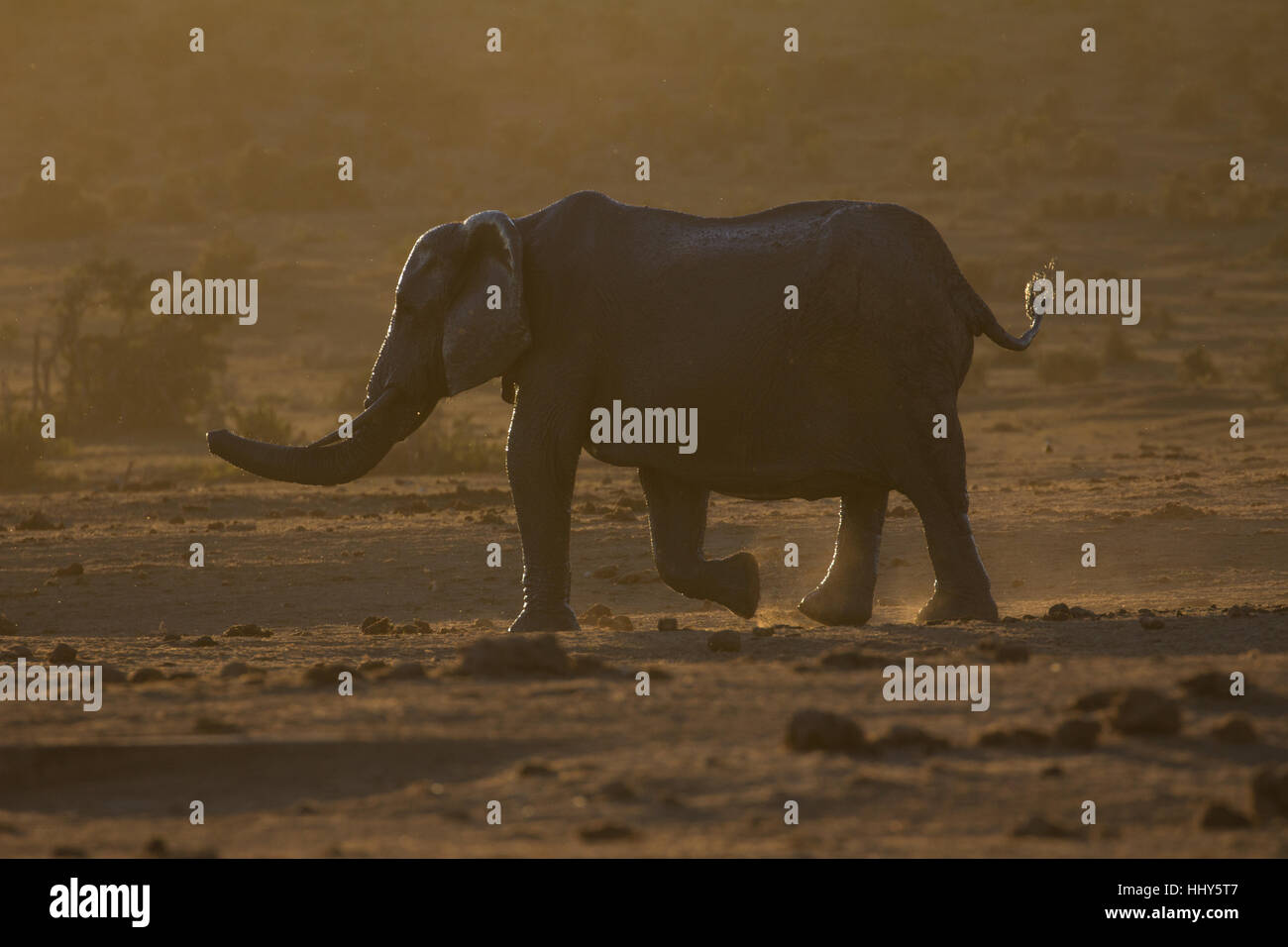 Elephant outline hi-res stock photography and images - Alamy