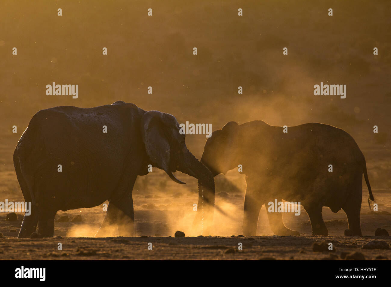 Two African elephants kicking up dust in Golden light, South Africa ...
