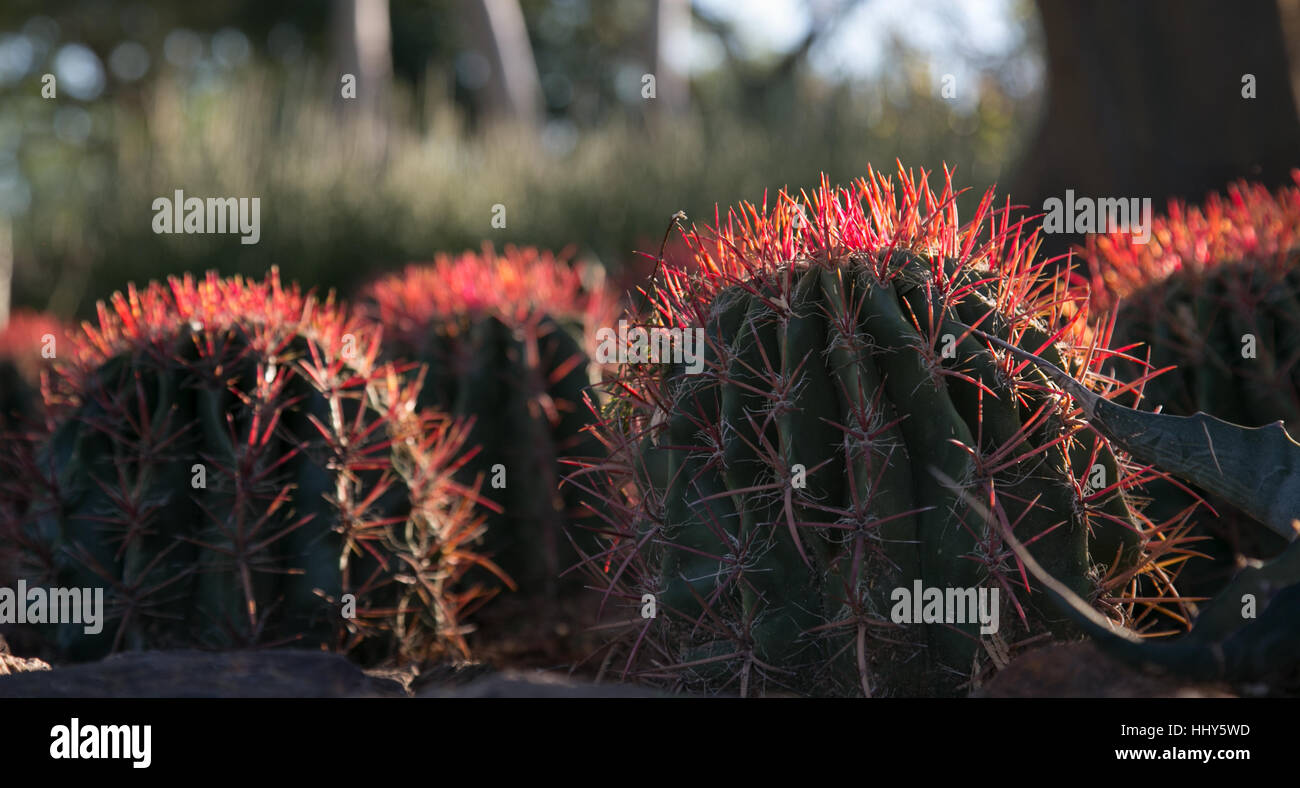Cacti in desert botanical garden, Phoenix, Arizona Stock Photo - Alamy