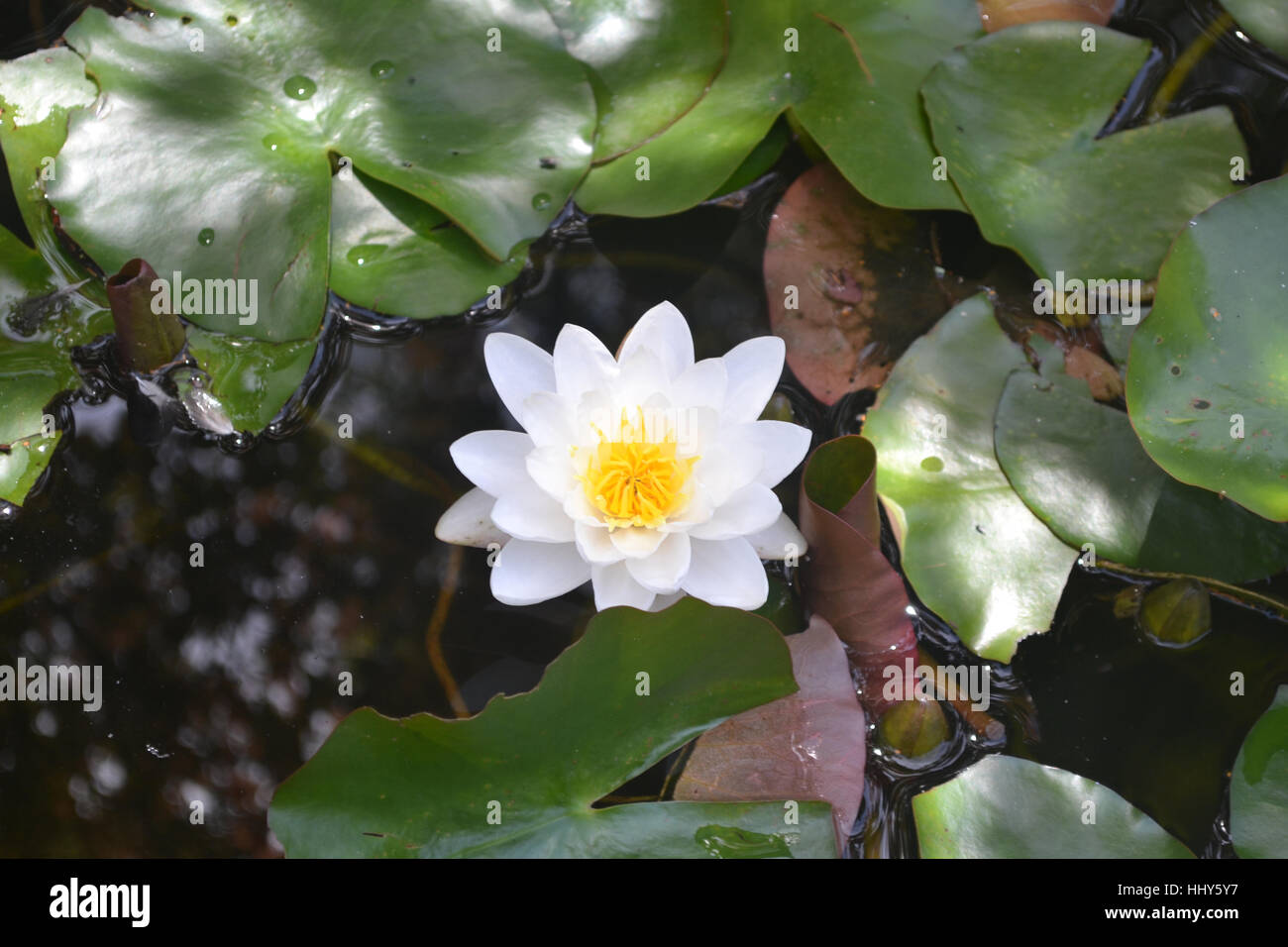 Single lily hi-res stock photography and images - Alamy