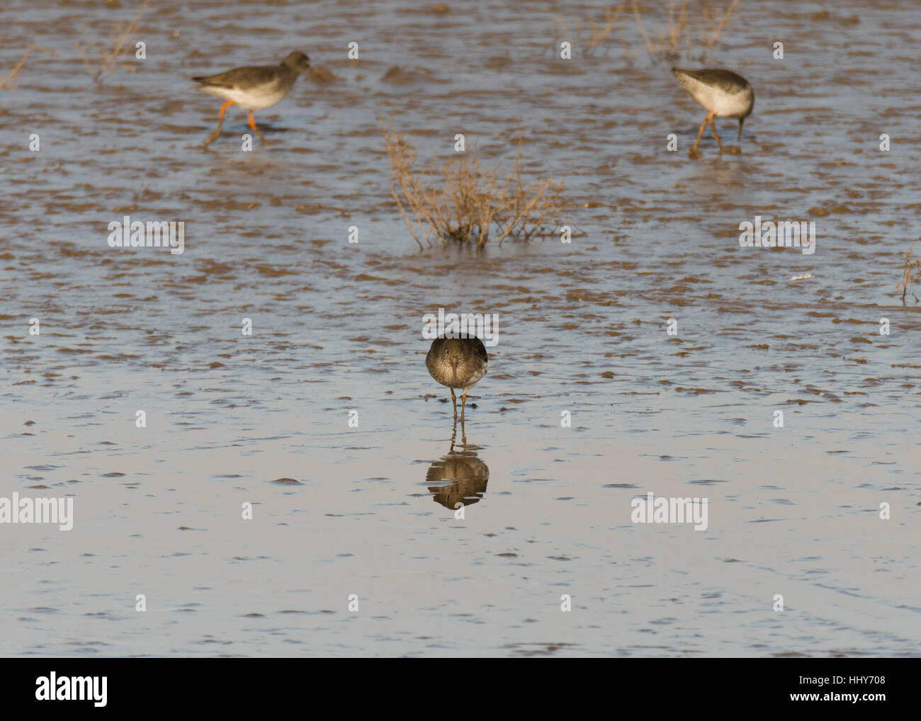 British and european wading birds hi-res stock photography and images ...