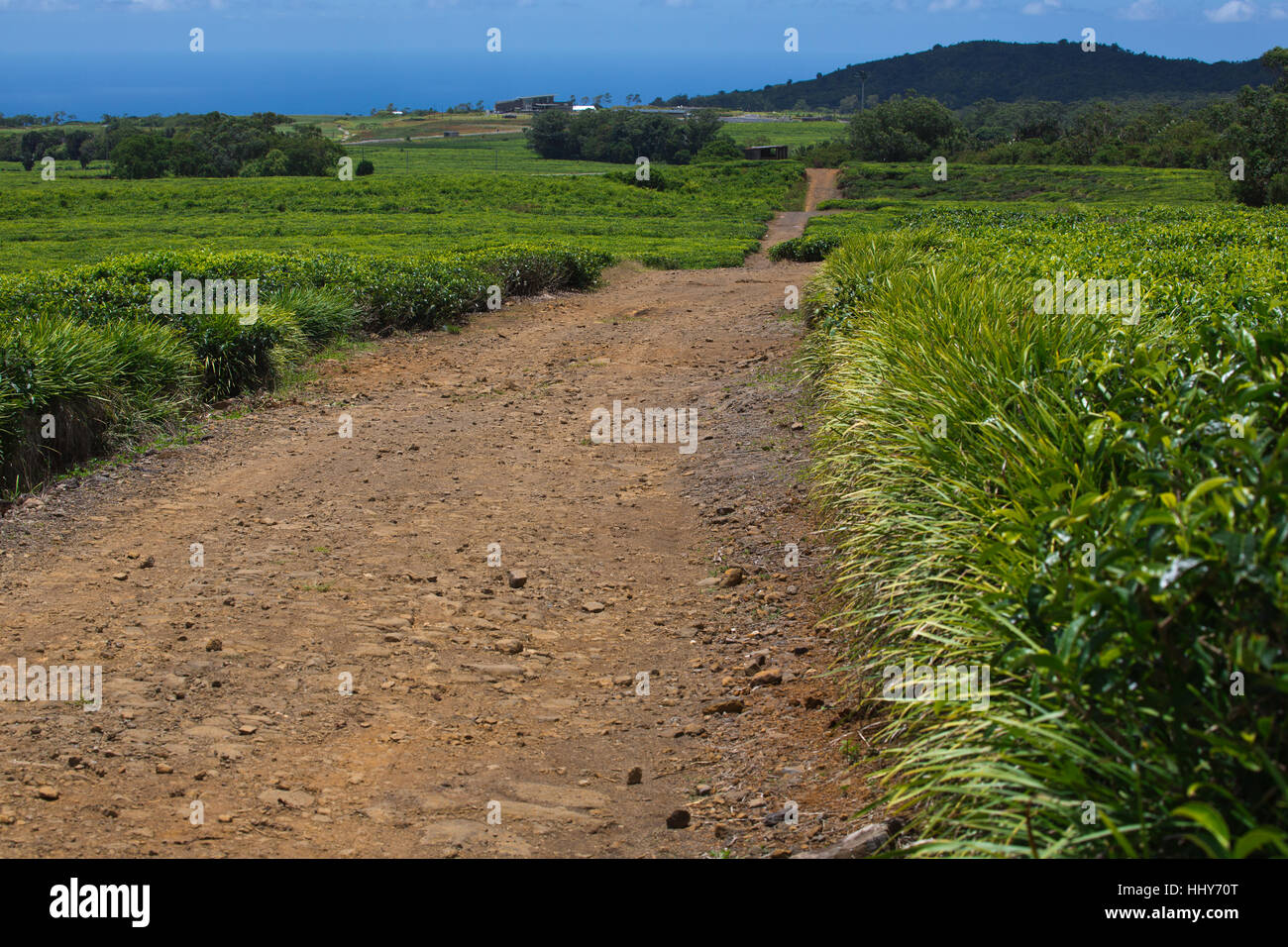 Bois cheri tea plantation hi-res stock photography and images - Alamy