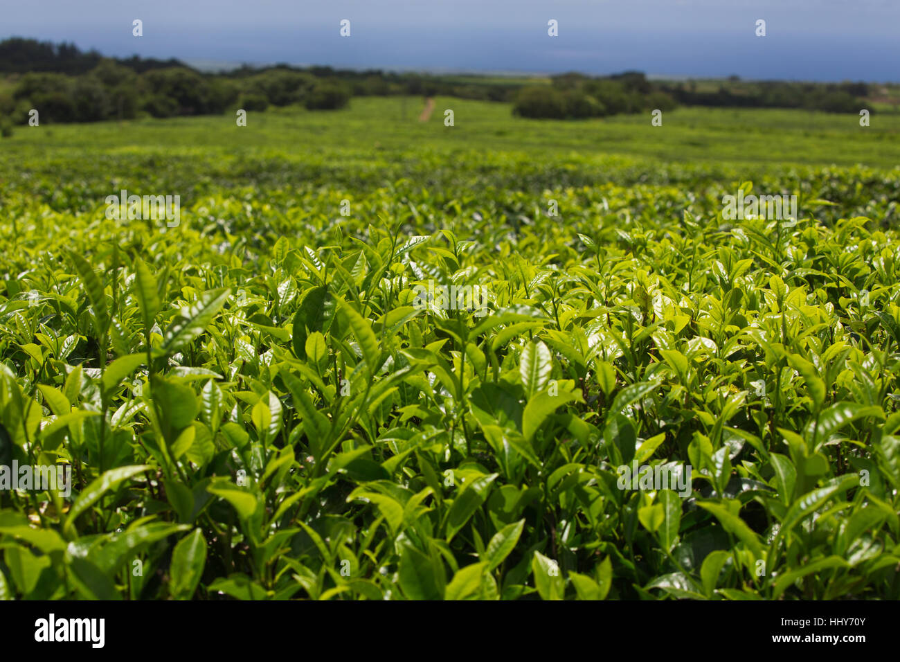 Tea plantation in Mauritius Stock Photo - Alamy